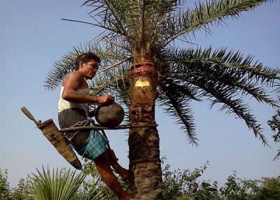 ताड़ी का लाइसेंस के लिए ताड़ के पेड़ पर चढ़ना पडेगा पढ़िए – NAUGACHIA NEWS